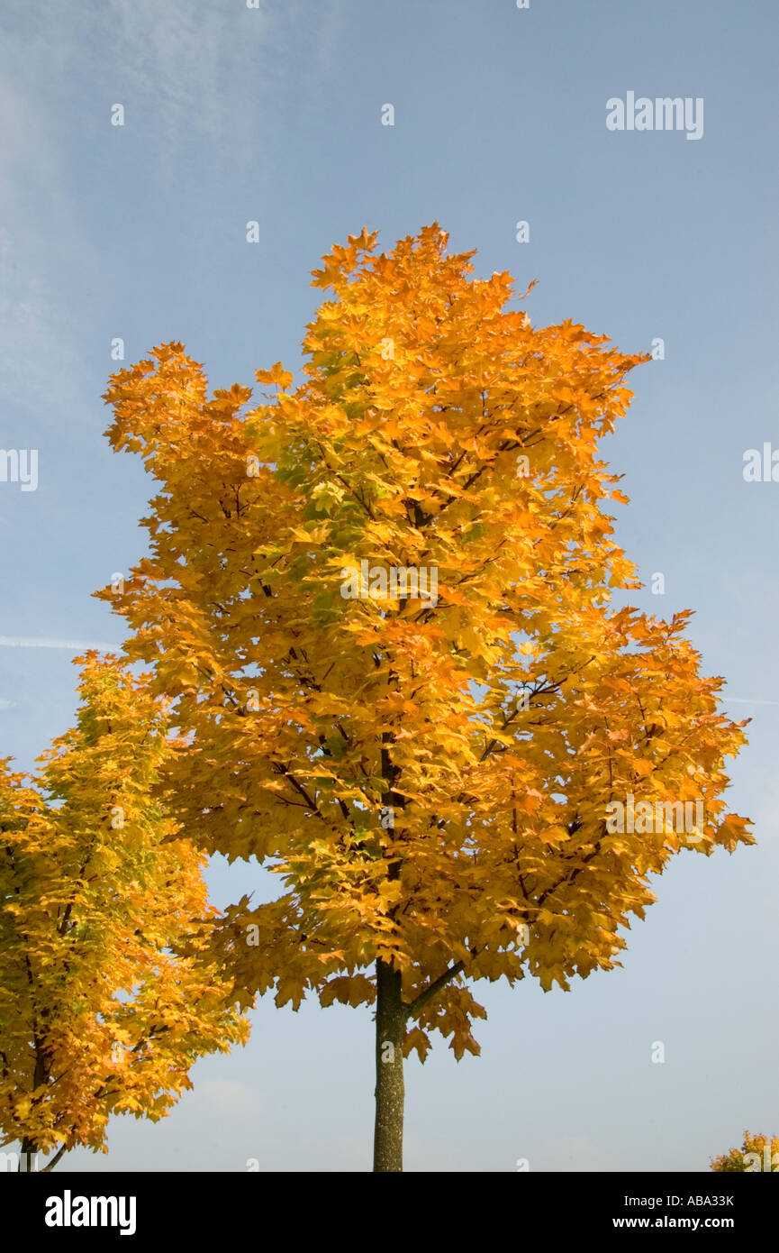 acer tree in the autumn flowering Stock Photo - Alamy