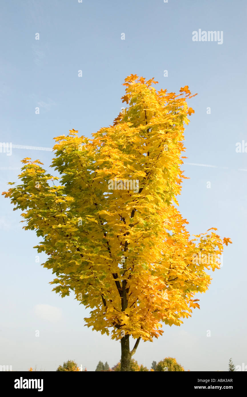 acer tree in the autumn flowering Stock Photo - Alamy