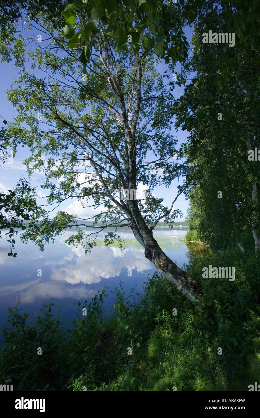 birch tree growing on the lakeshore, Finland Europe Stock Photo - Alamy
