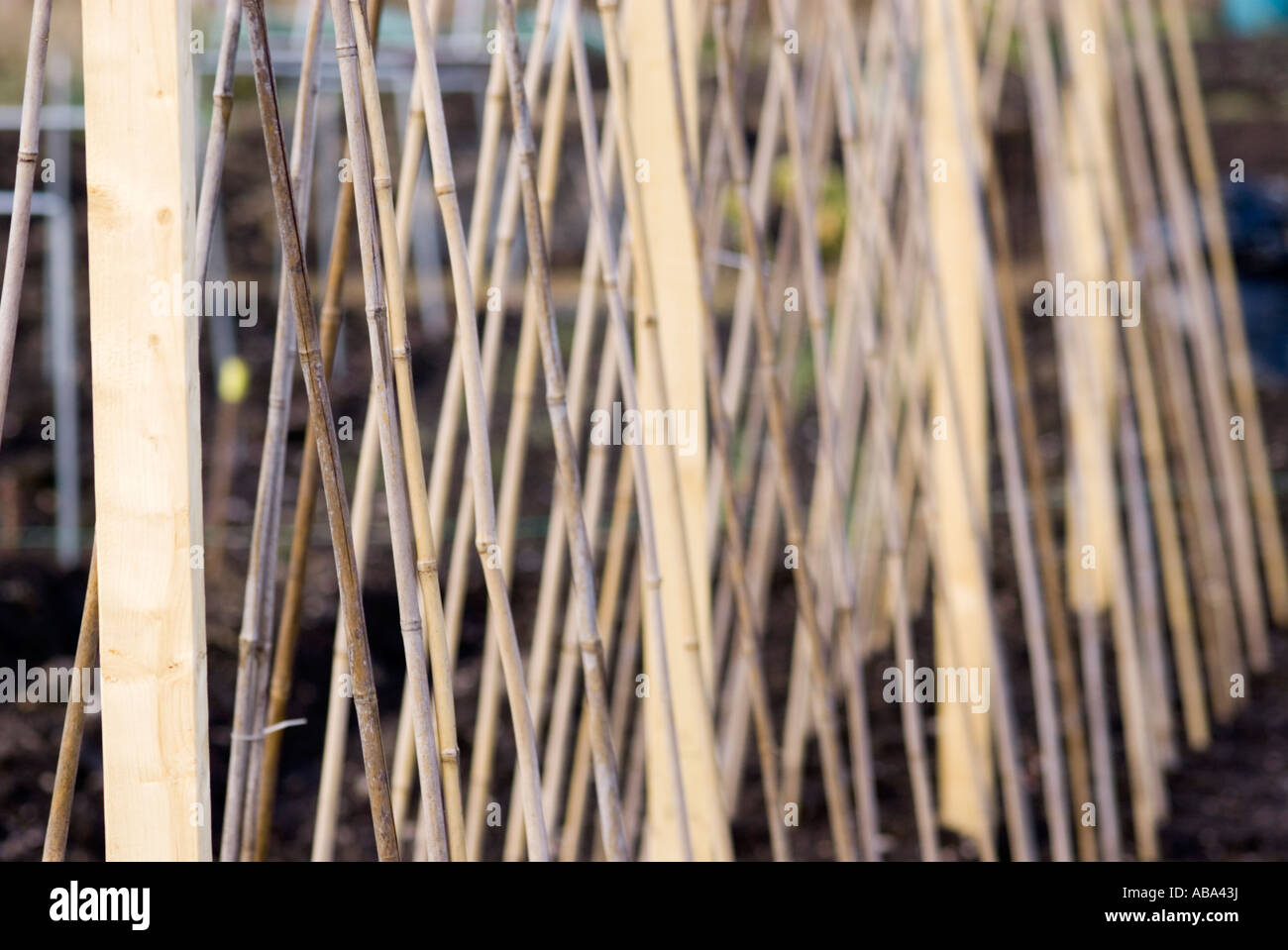 bamboo cane in an allotment in the uk used to hold up runner beans ...