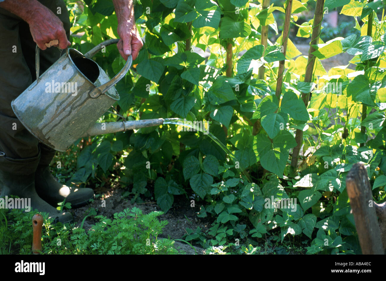 Man watering plants Stock Photo - Alamy