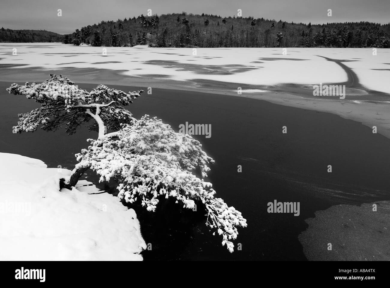 Snow covered pine tree by lake Stock Photo - Alamy