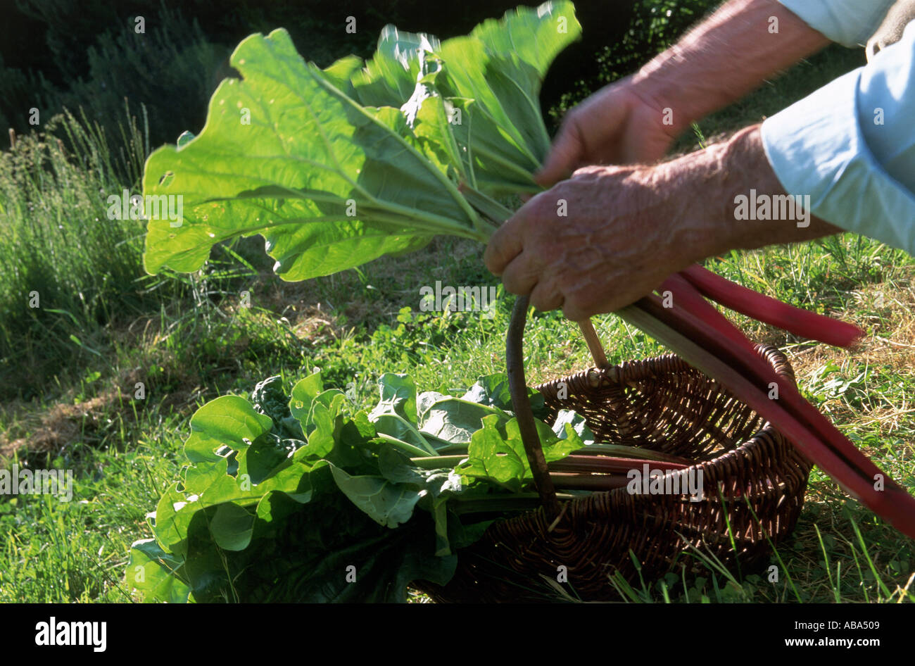 Rhubarb in ground hi-res stock photography and images - Alamy