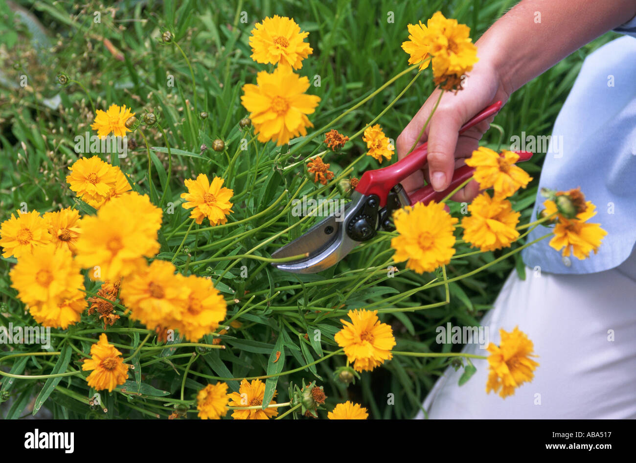 Cutting flowers allotment hi-res stock photography and images - Alamy