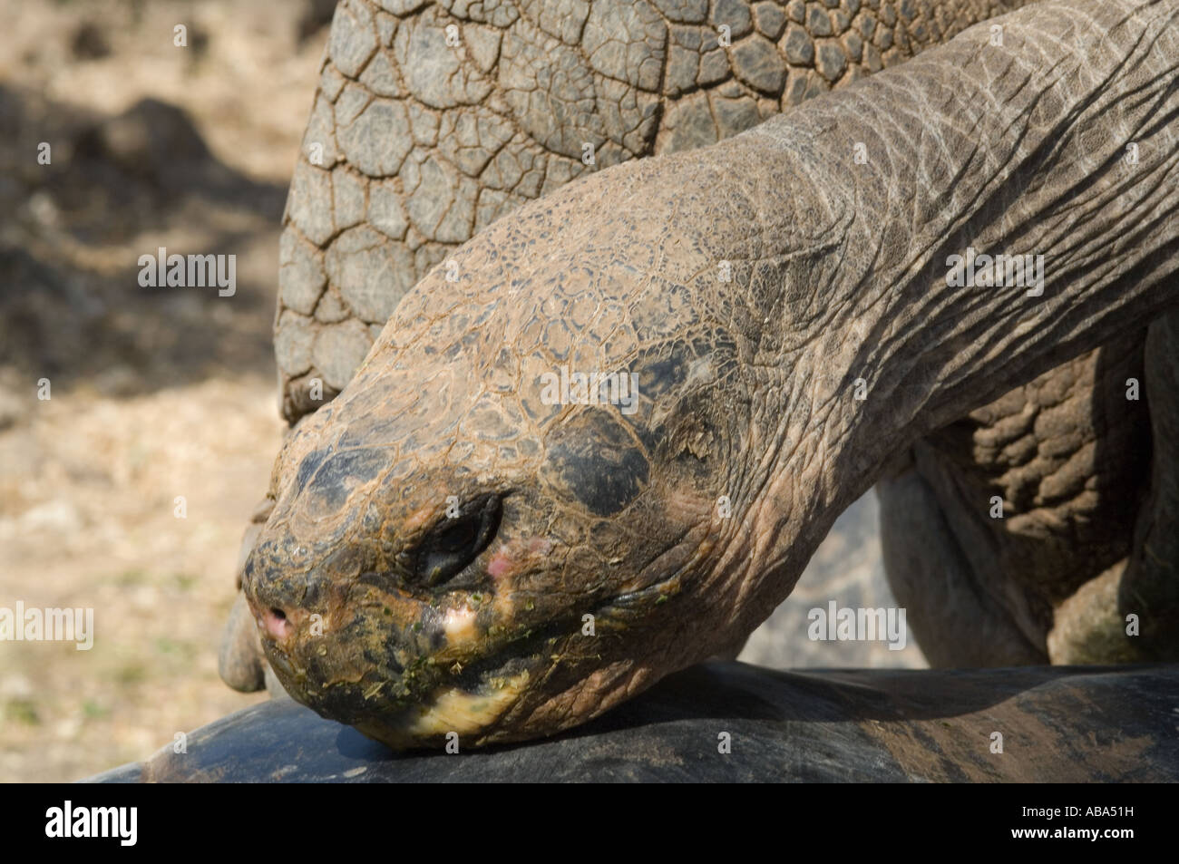 Giant Galapagos Tortoises (Geochelone elephantopus) mating Ch. Darwin ...