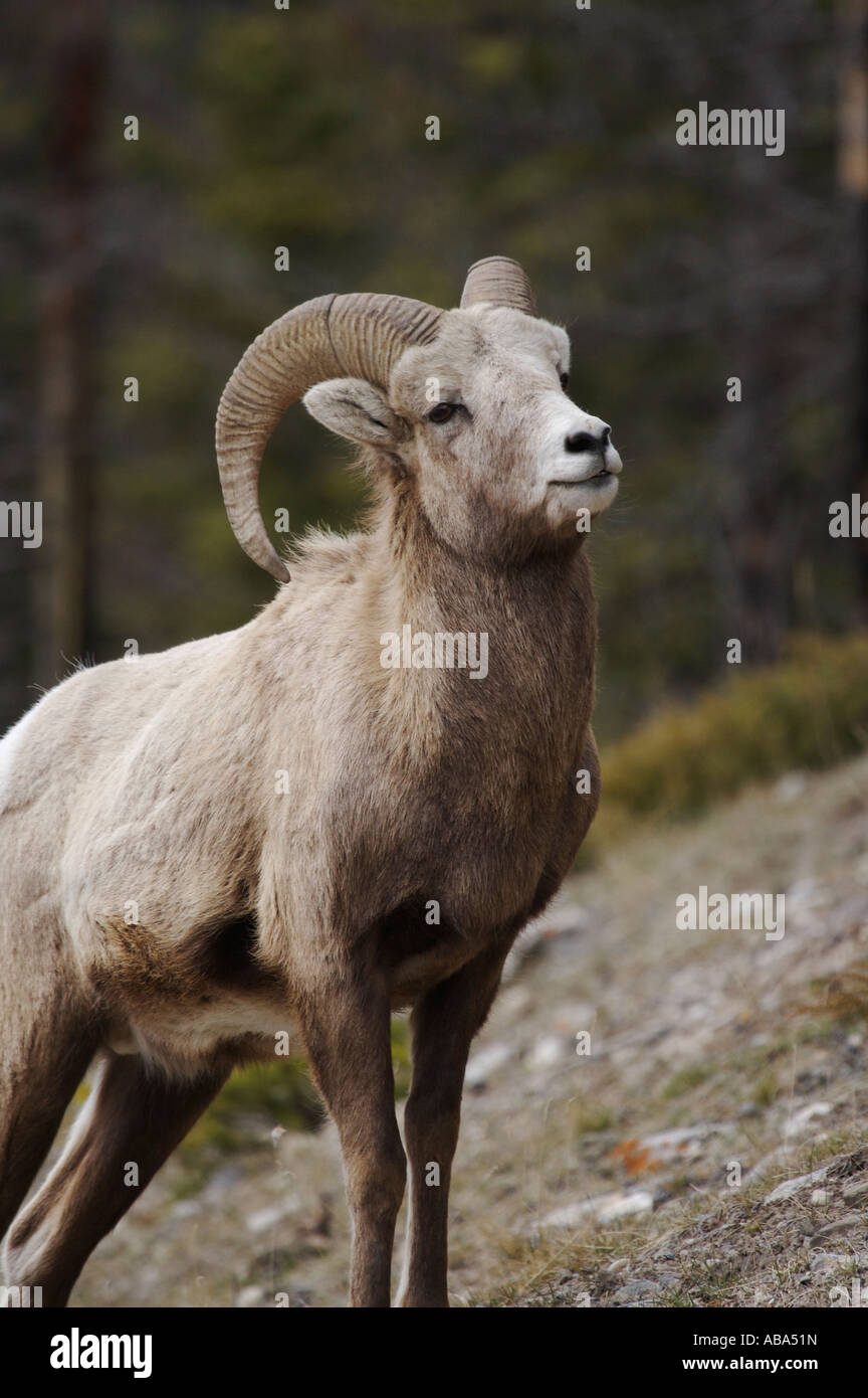 Wildlife Portrait: Mountain Sheep/BigHorn Stock Photo - Alamy