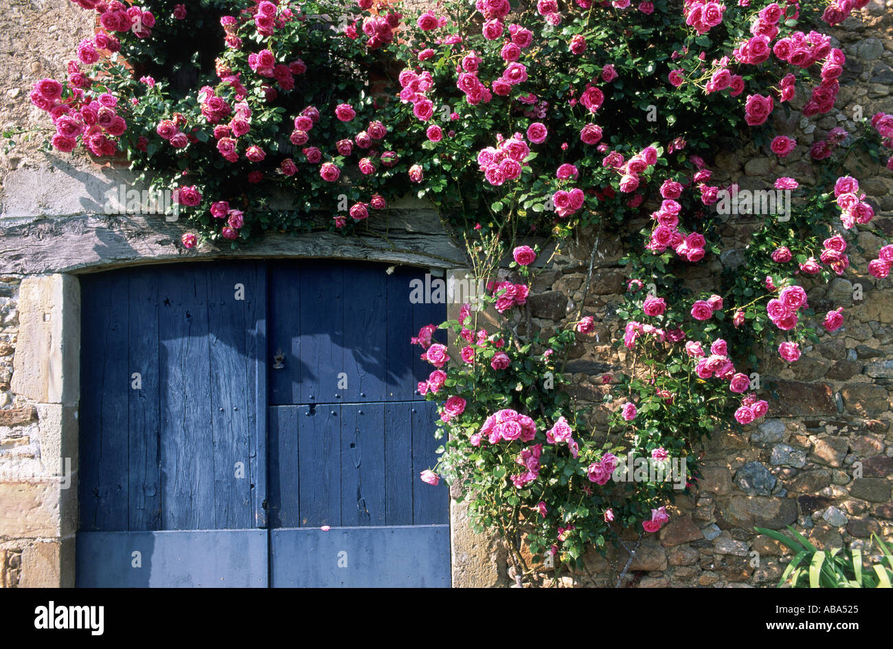 House with roses Stock Photo - Alamy
