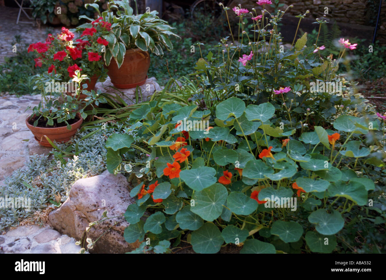 Nasturtiums and pot hi-res stock photography and images - Alamy