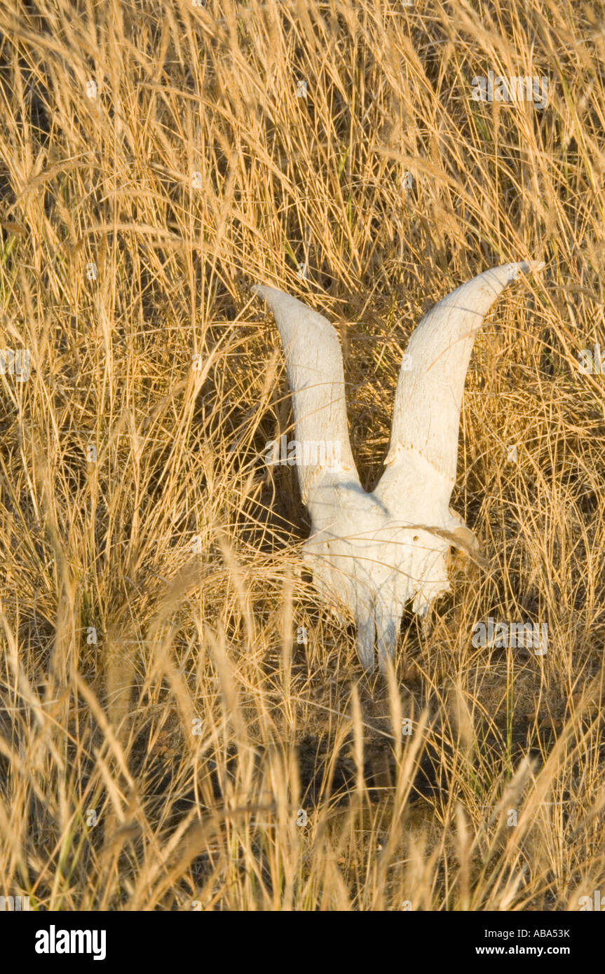 Feral goat (Capra hircus) skull in grass, Puerto Egas, Santiago ...