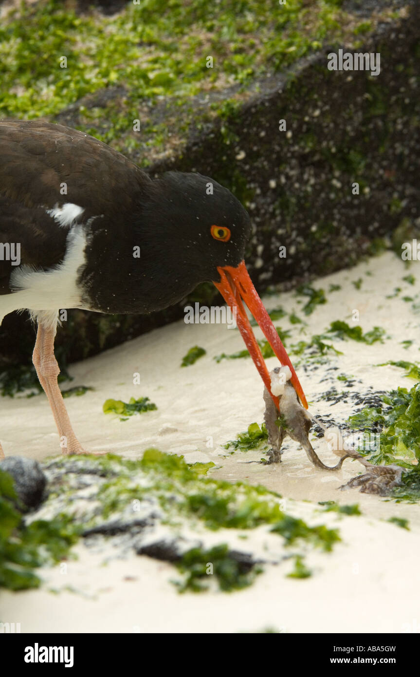 Galapagos octopus hi-res stock photography and images - Alamy
