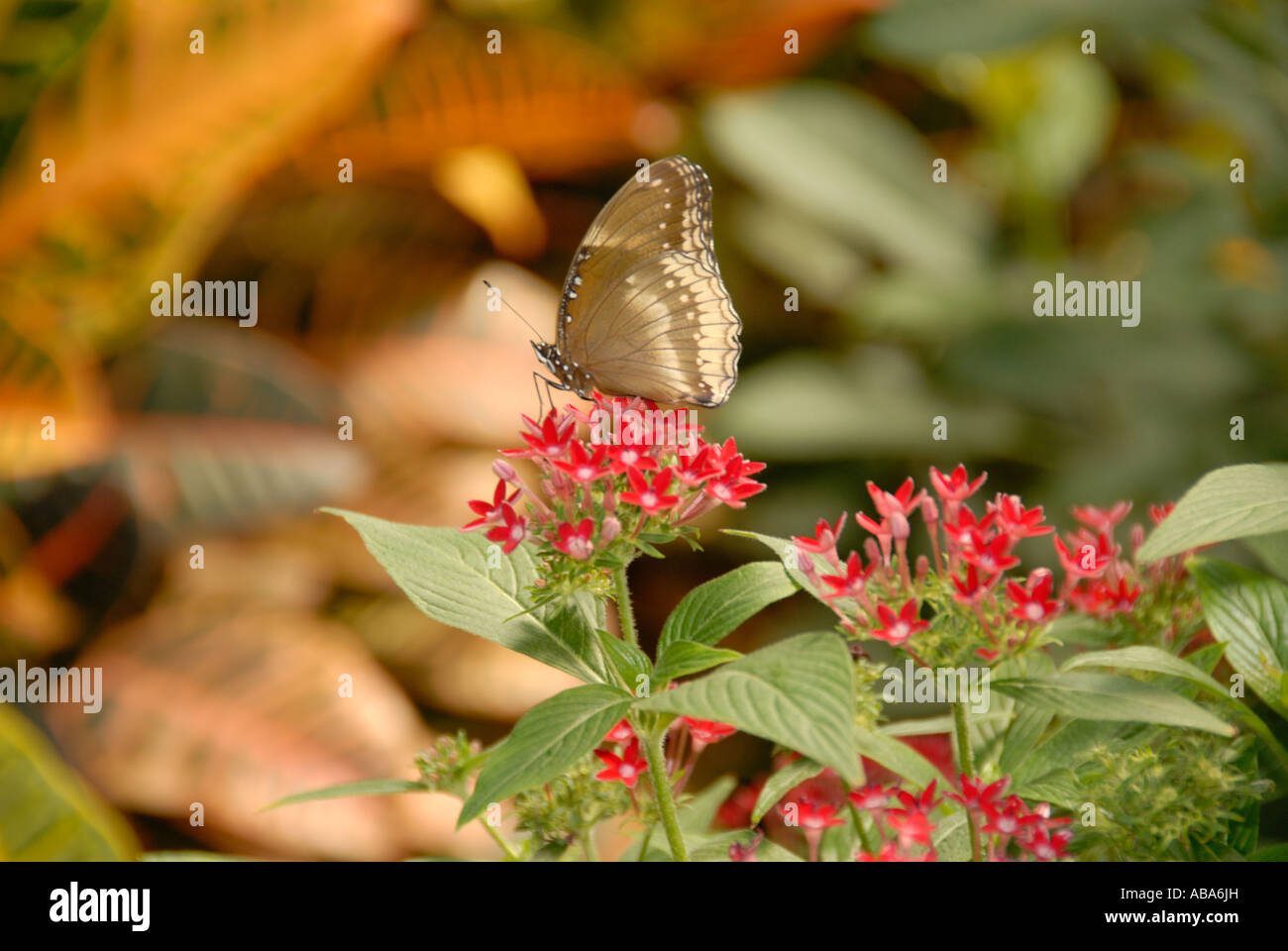 Butterfly lands on a plant hi-res stock photography and images - Alamy