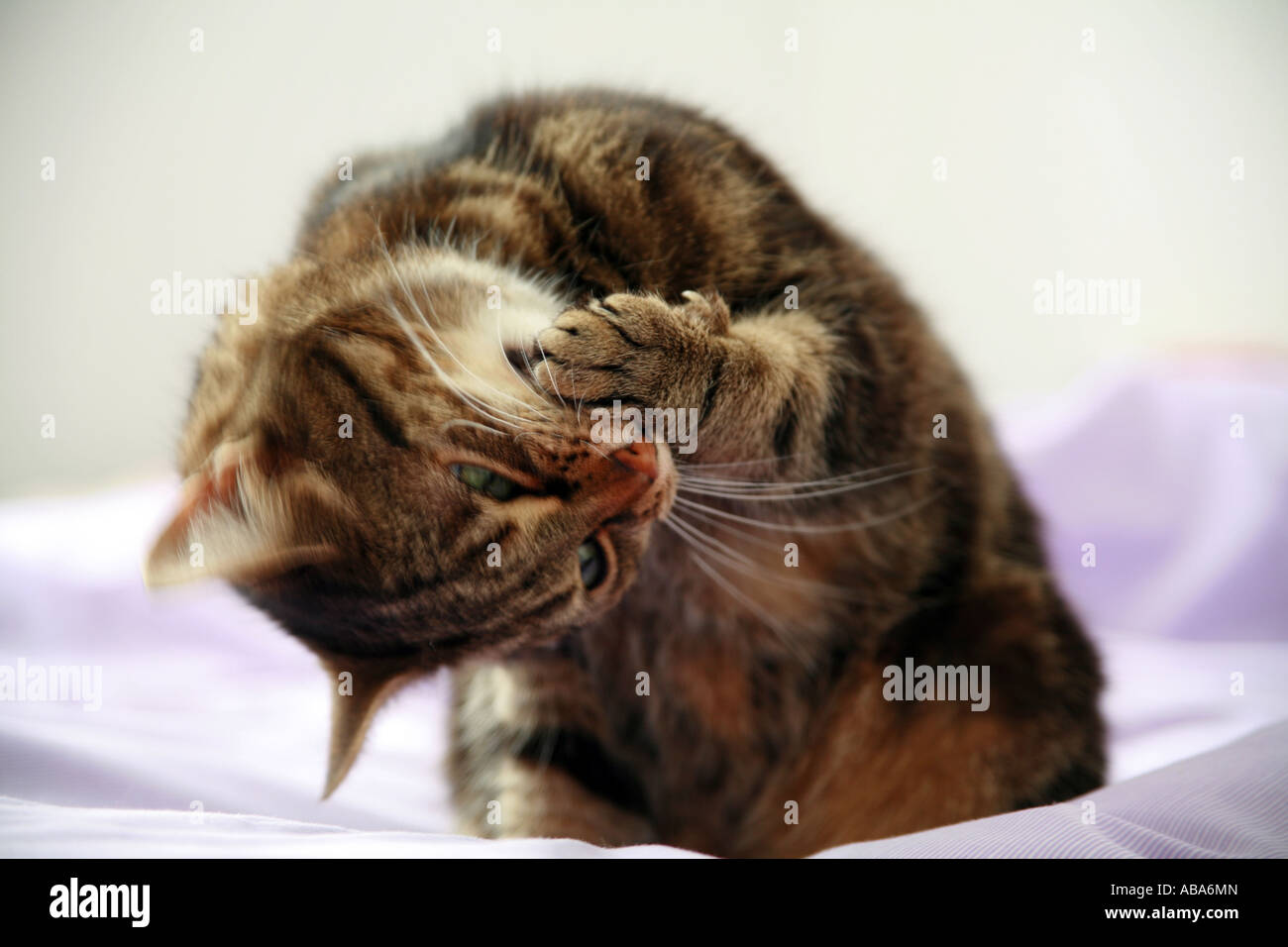 Domestic Tabby Cat washing and grooming Stock Photo - Alamy