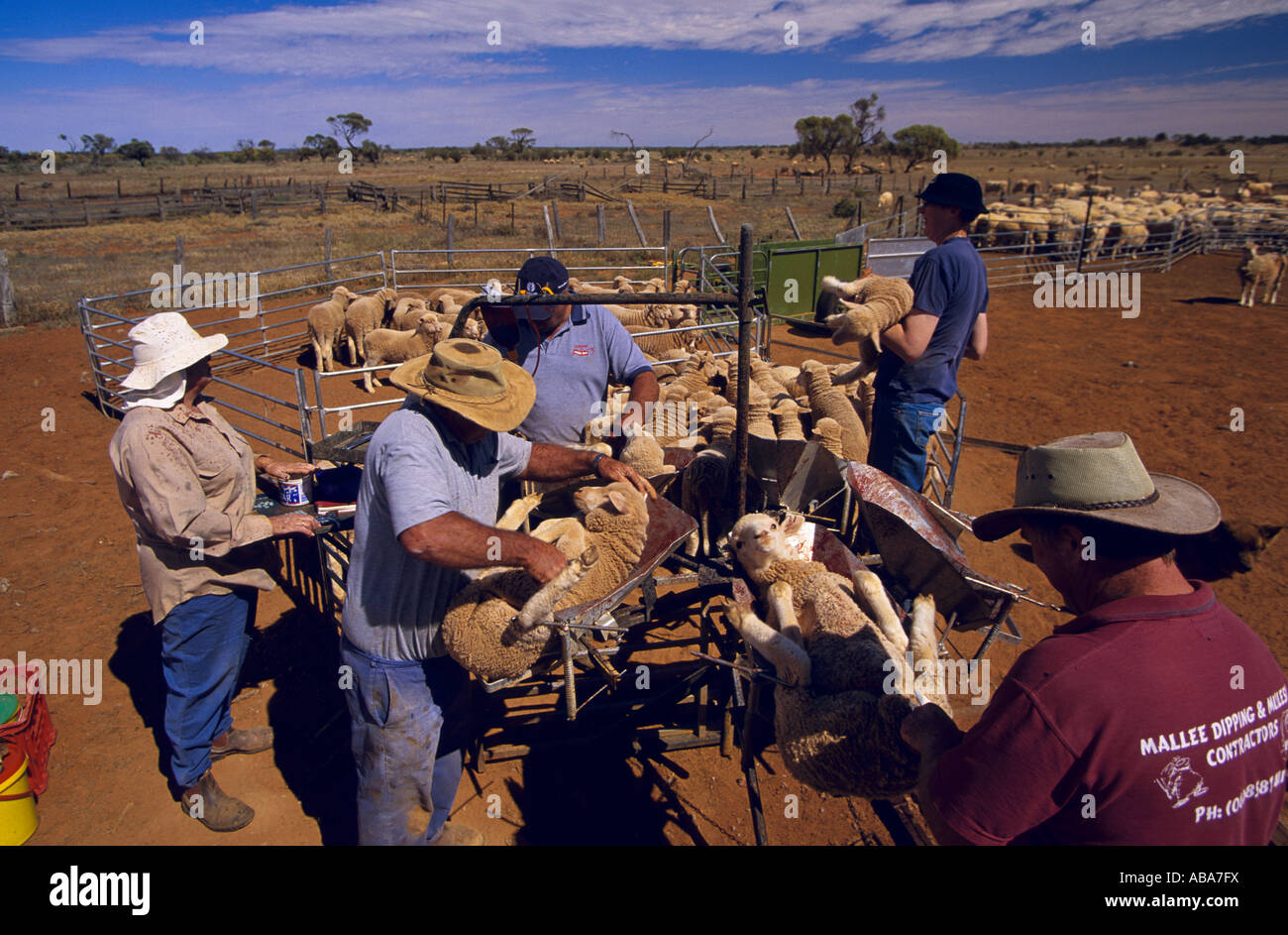 Lamb marking, castrating, tail docking, sheep station near Broken Hill ...