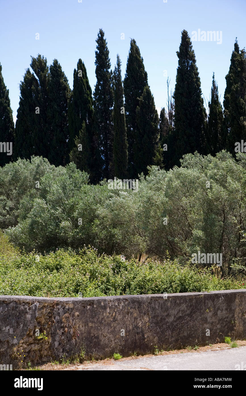 Trees and bushes behind wall Stock Photo - Alamy