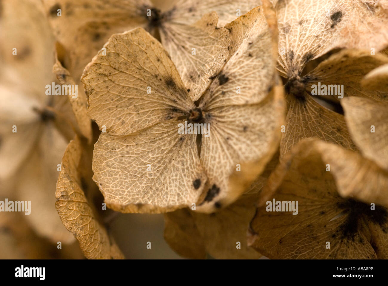 hydrangia dessicated flower heads Stock Photo - Alamy