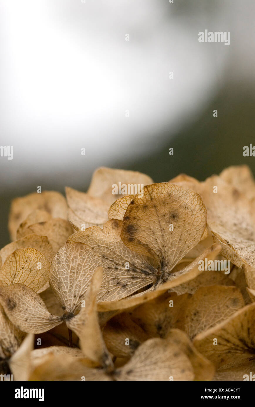 hydrangia dessicated flower heads Stock Photo - Alamy