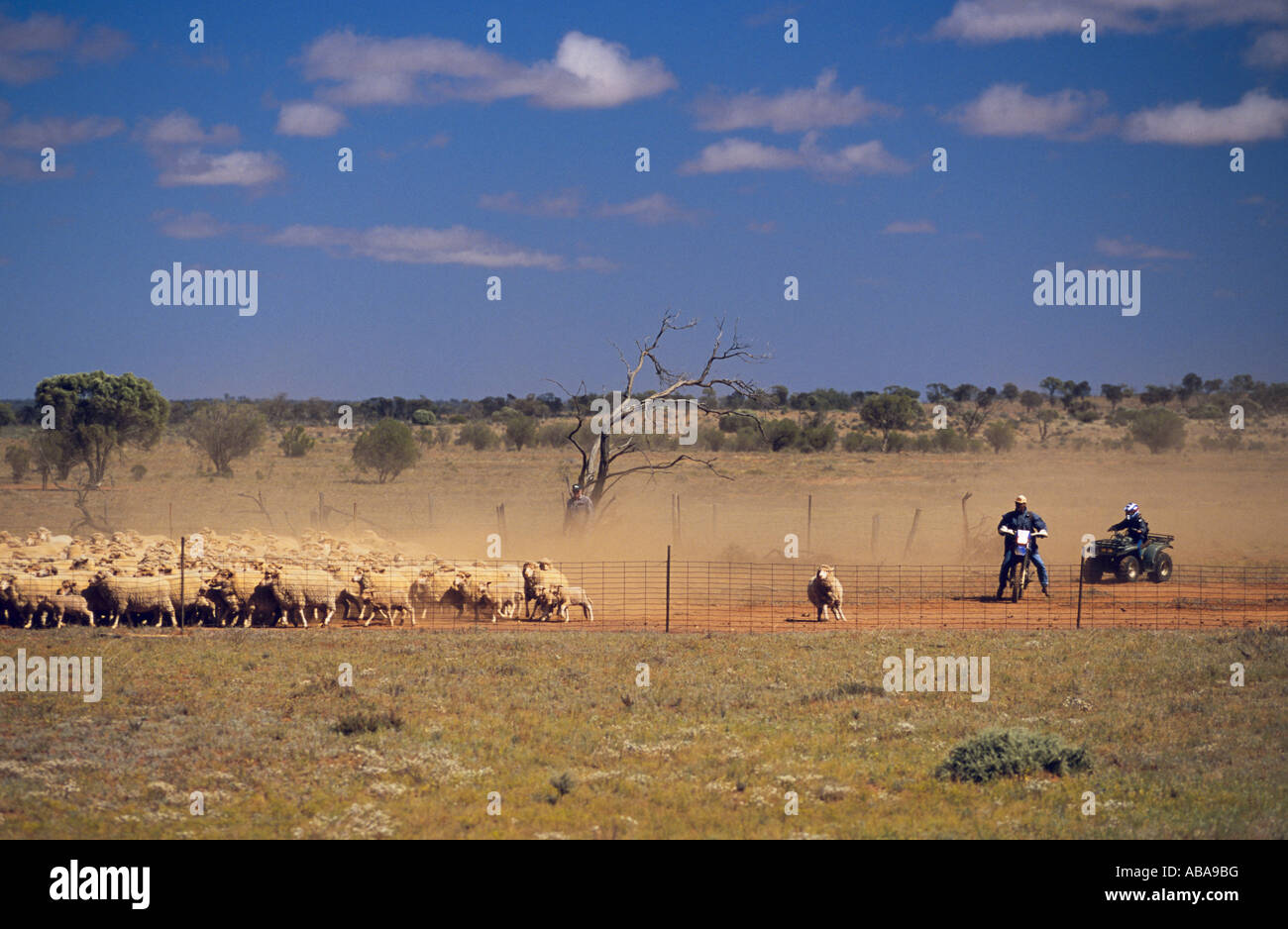 Mustering sheep using motorbikes, near Broken Hill, New South Wales ...