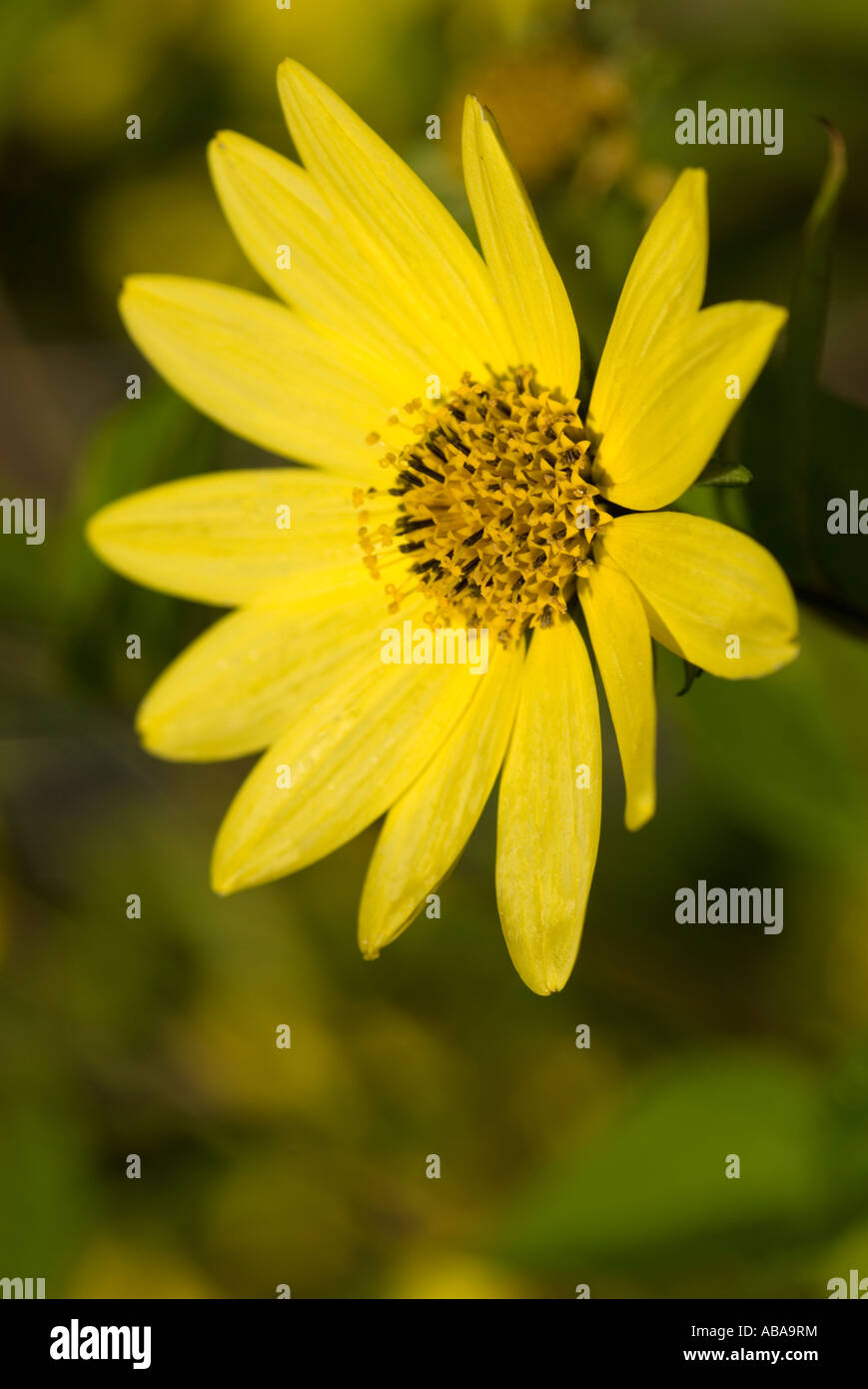helinium moonwalker yellow flower heads Stock Photo - Alamy