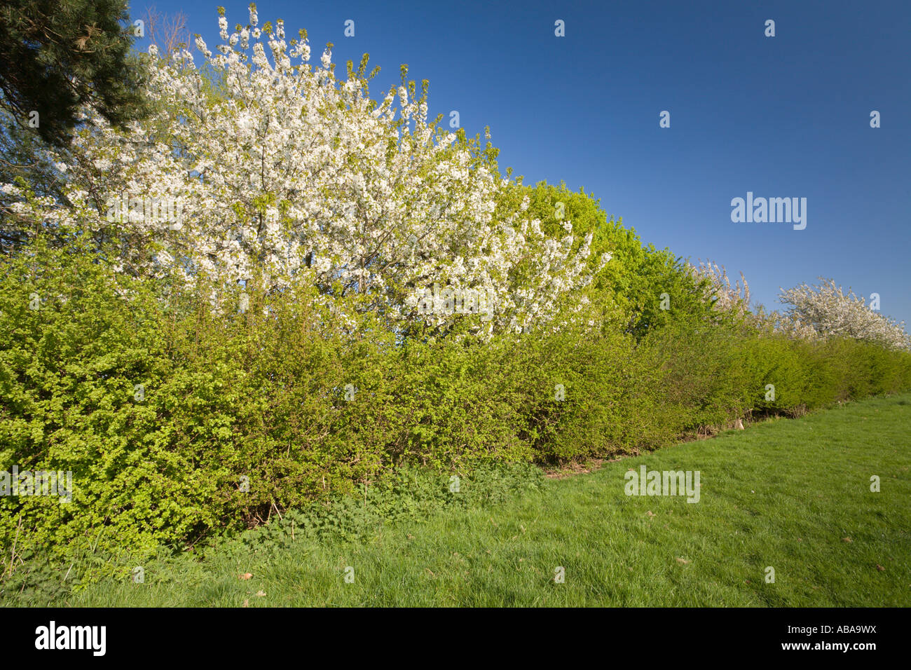 hedgerows in warwickshire England UK Stock Photo - Alamy