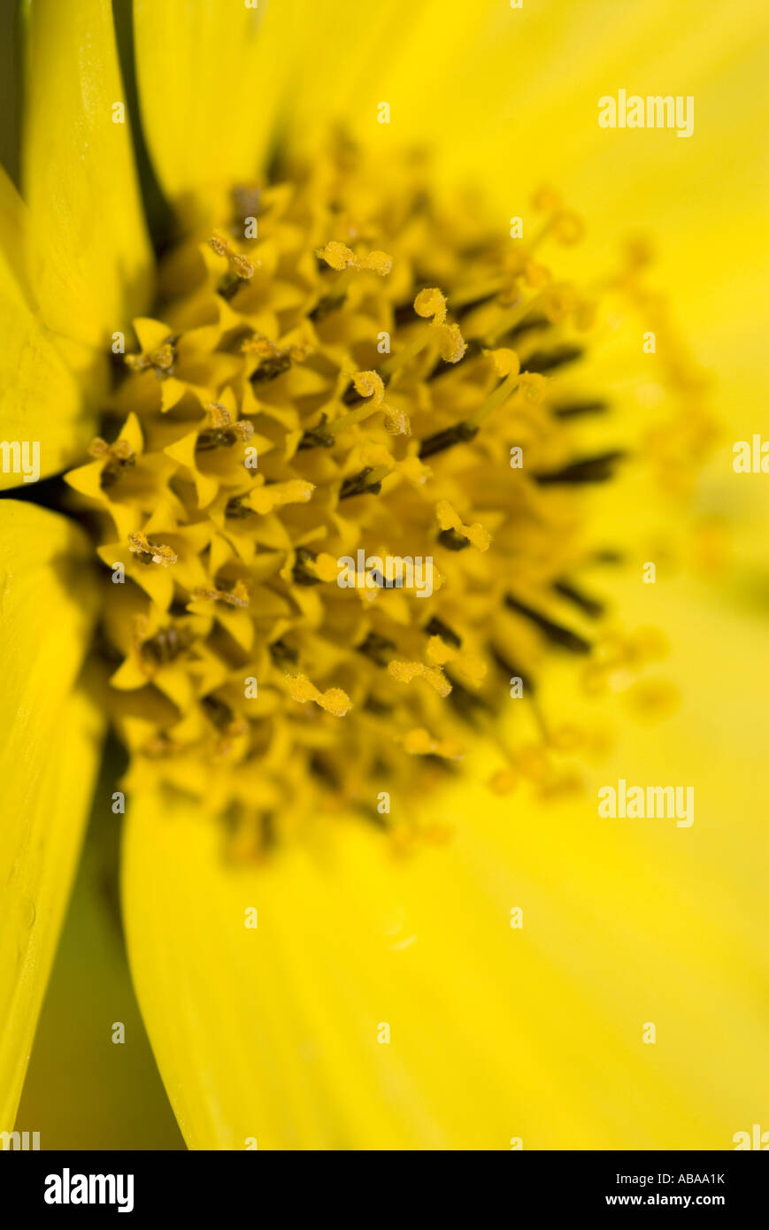 helinium moonwalker yellow flower heads Stock Photo - Alamy