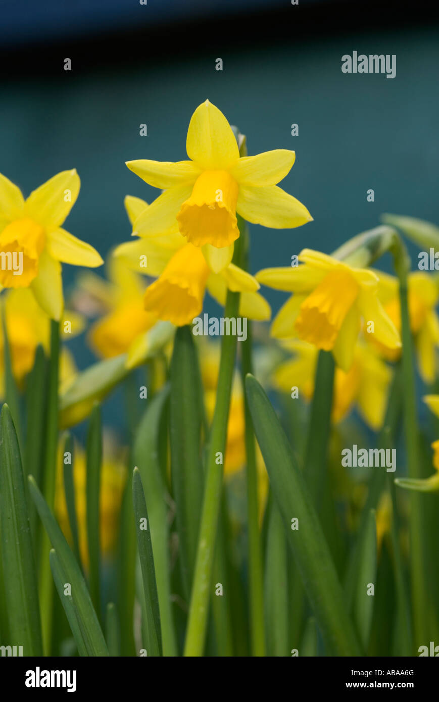 daffodil flower heads in groups of flowering plants Stock Photo - Alamy