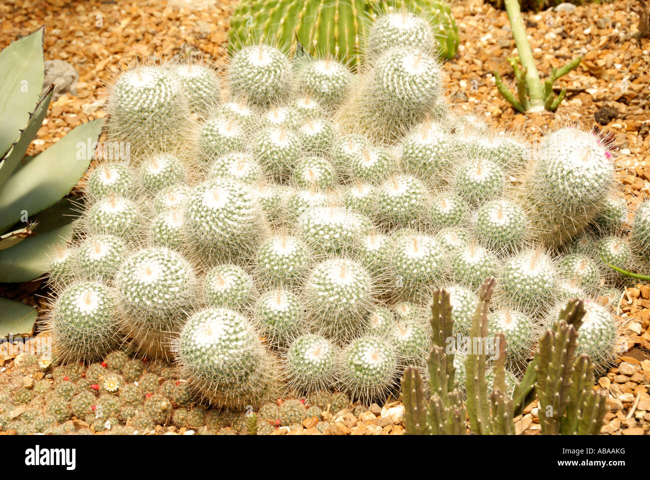 Cactus, white, close-up Stock Photo - Alamy