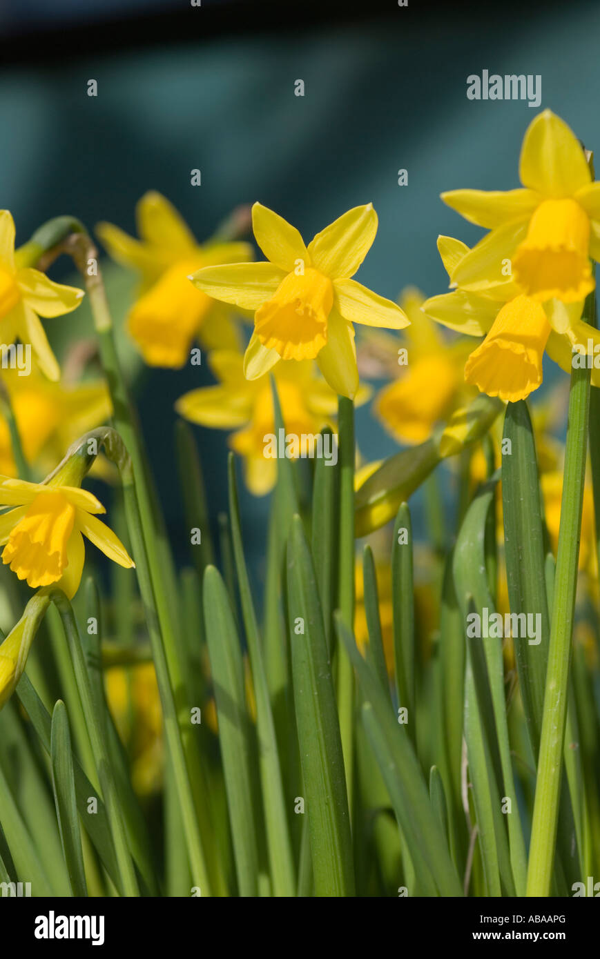 daffodil flower heads in groups of flowering plants Stock Photo - Alamy