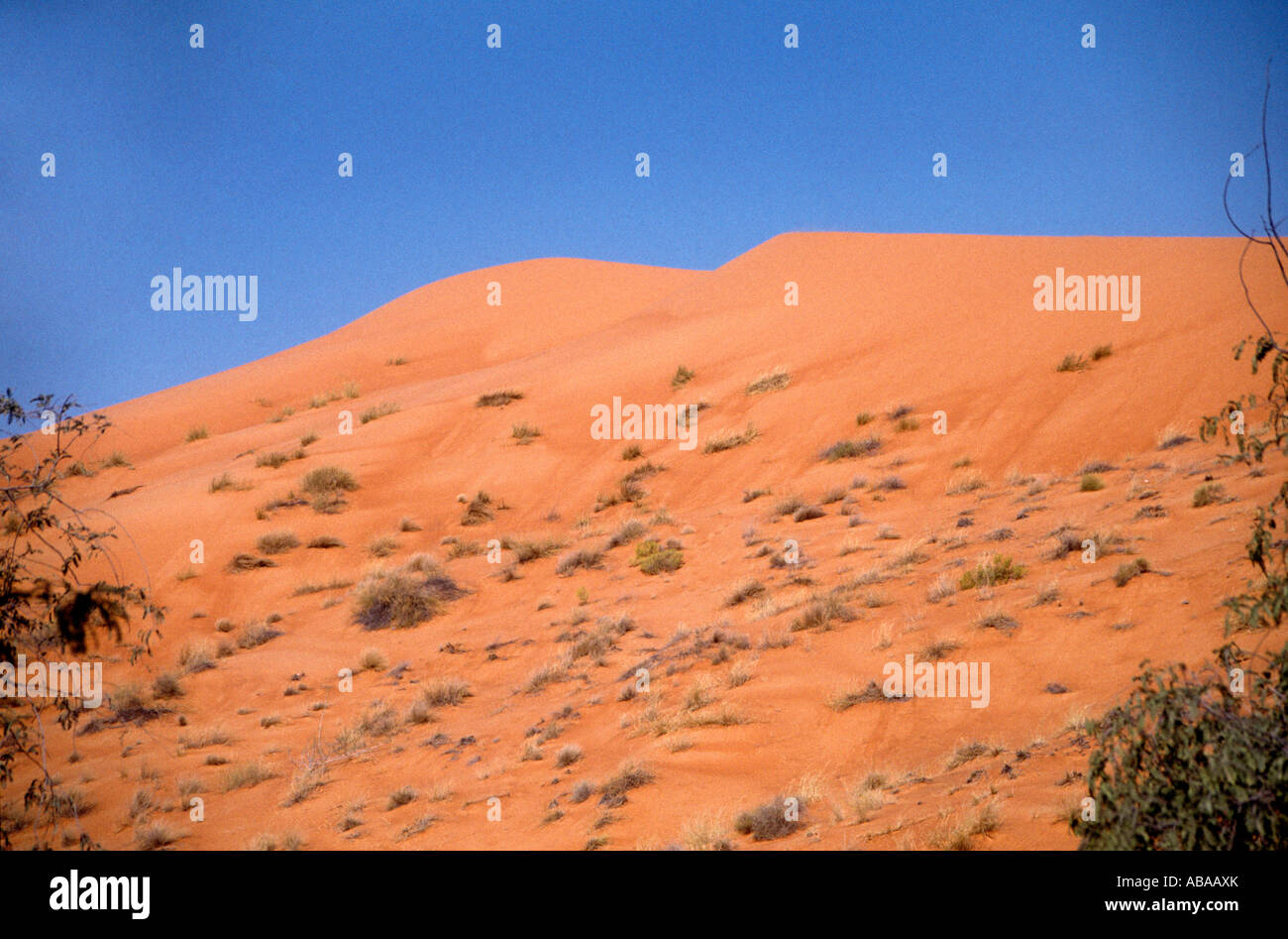 Abu Dhabi UAE Al Ain Desert Shrubs Growing amongst Dunes Stock Photo ...