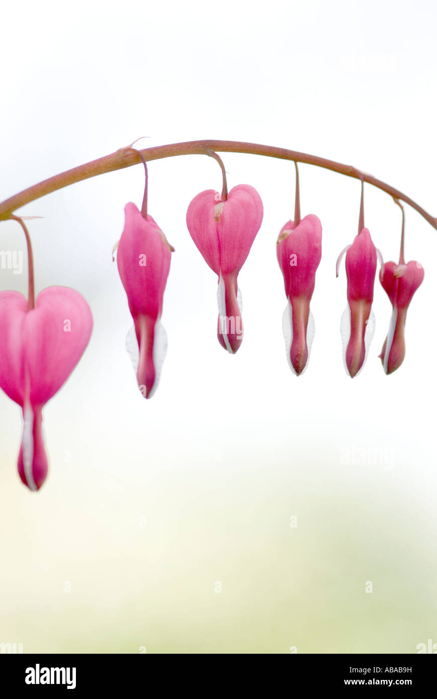 Love Lies Bleeding Tassel Flower Amaranthus caudatus Stock Photo - Alamy