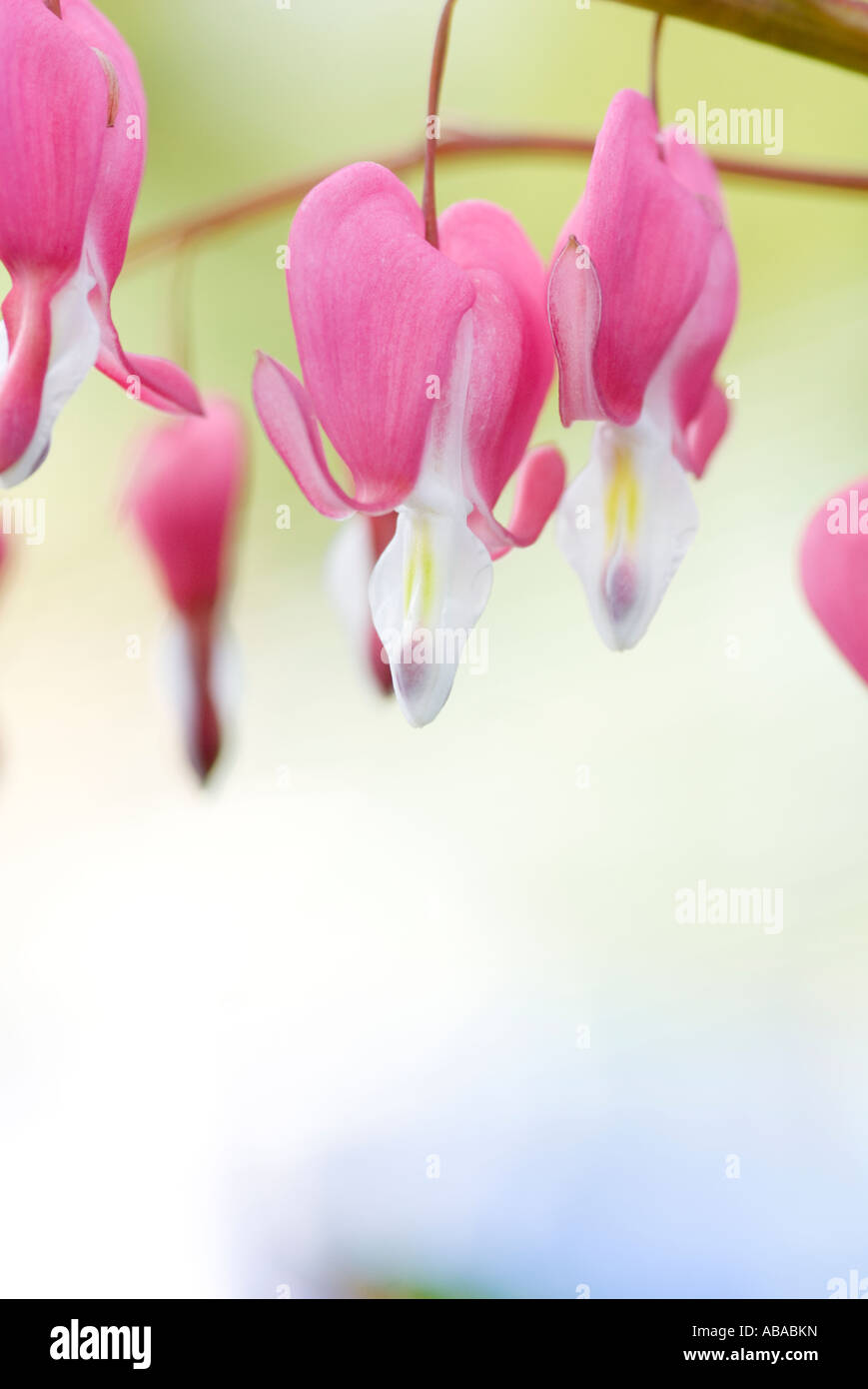 Love Lies Bleeding Tassel Flower Amaranthus caudatus Stock Photo - Alamy