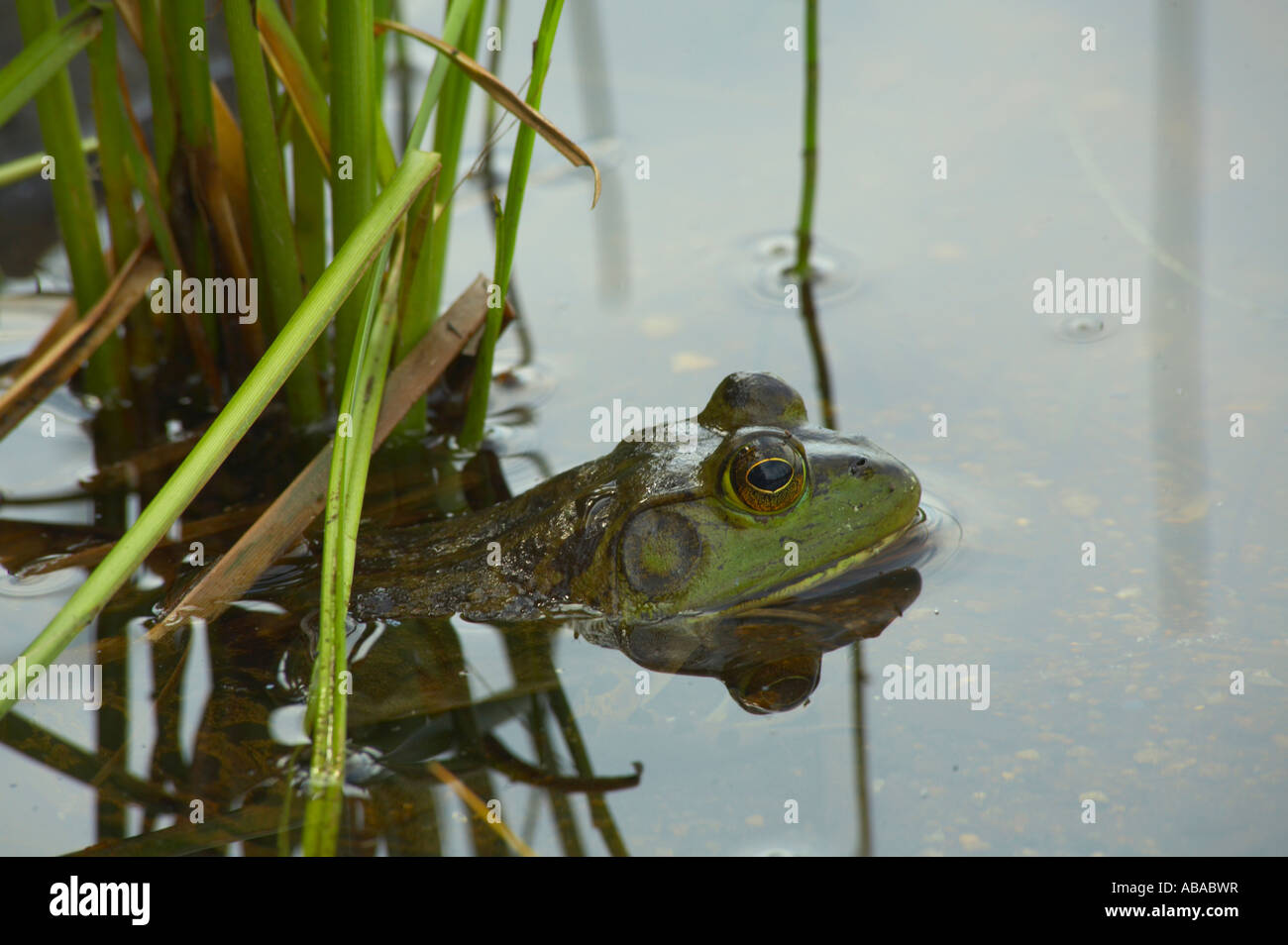Bullfrog mountains hi-res stock photography and images - Alamy