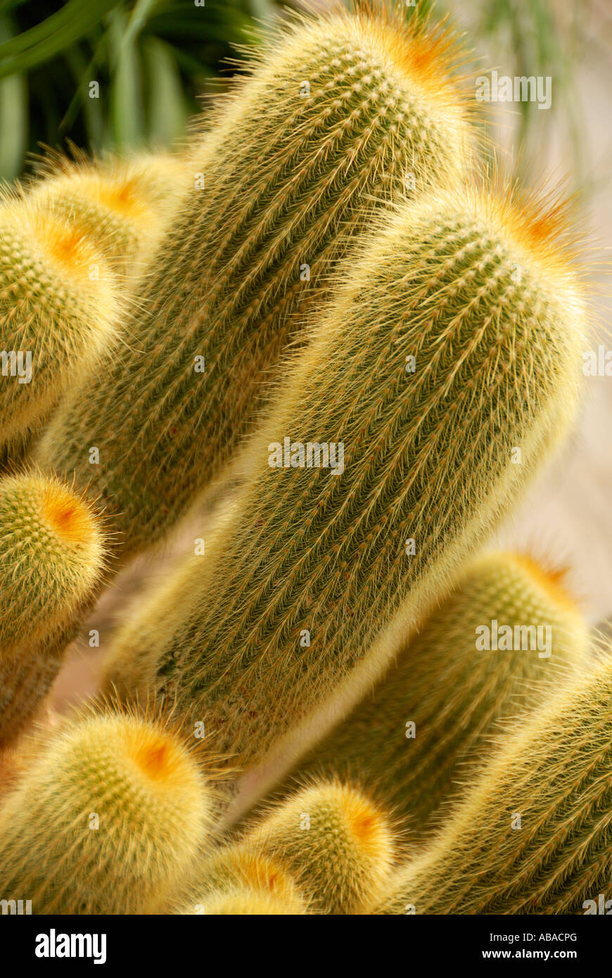 Yellow colored cactus up-close Stock Photo - Alamy
