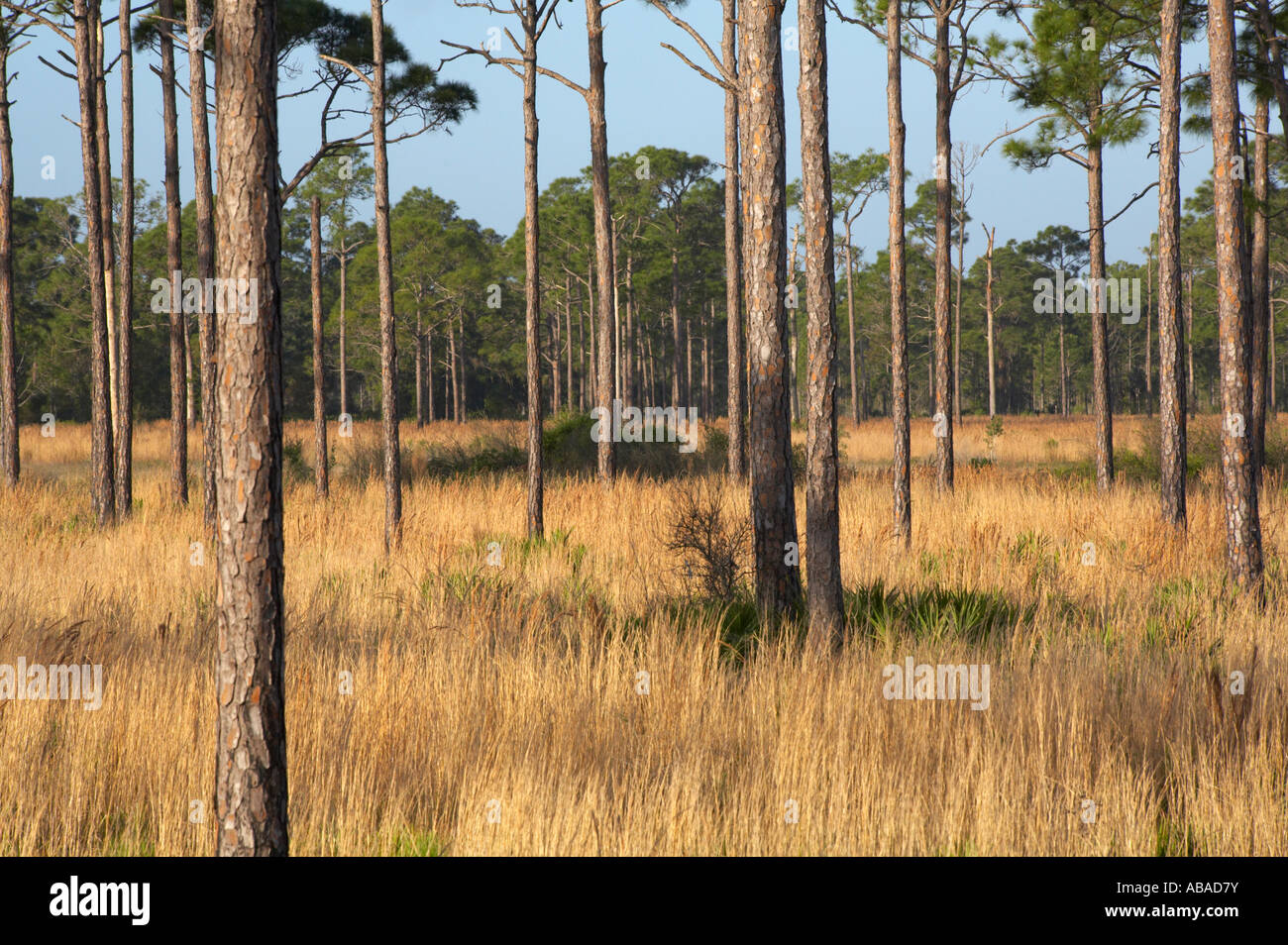 Pinelands in Sarasota County Florida Stock Photo - Alamy