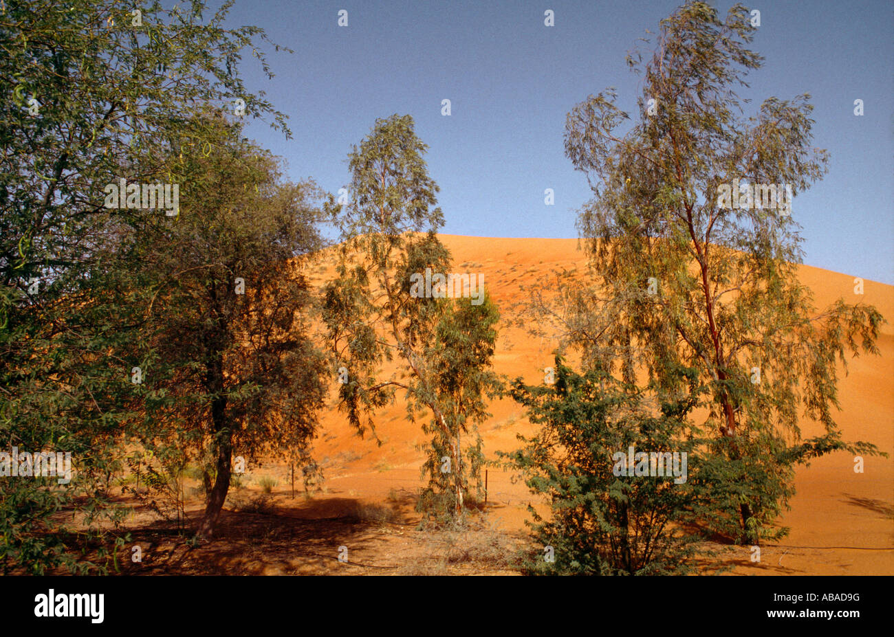Abu Dhabi UAE Desert Nr Al Ain Trees Anchoring Desert Stock Photo - Alamy