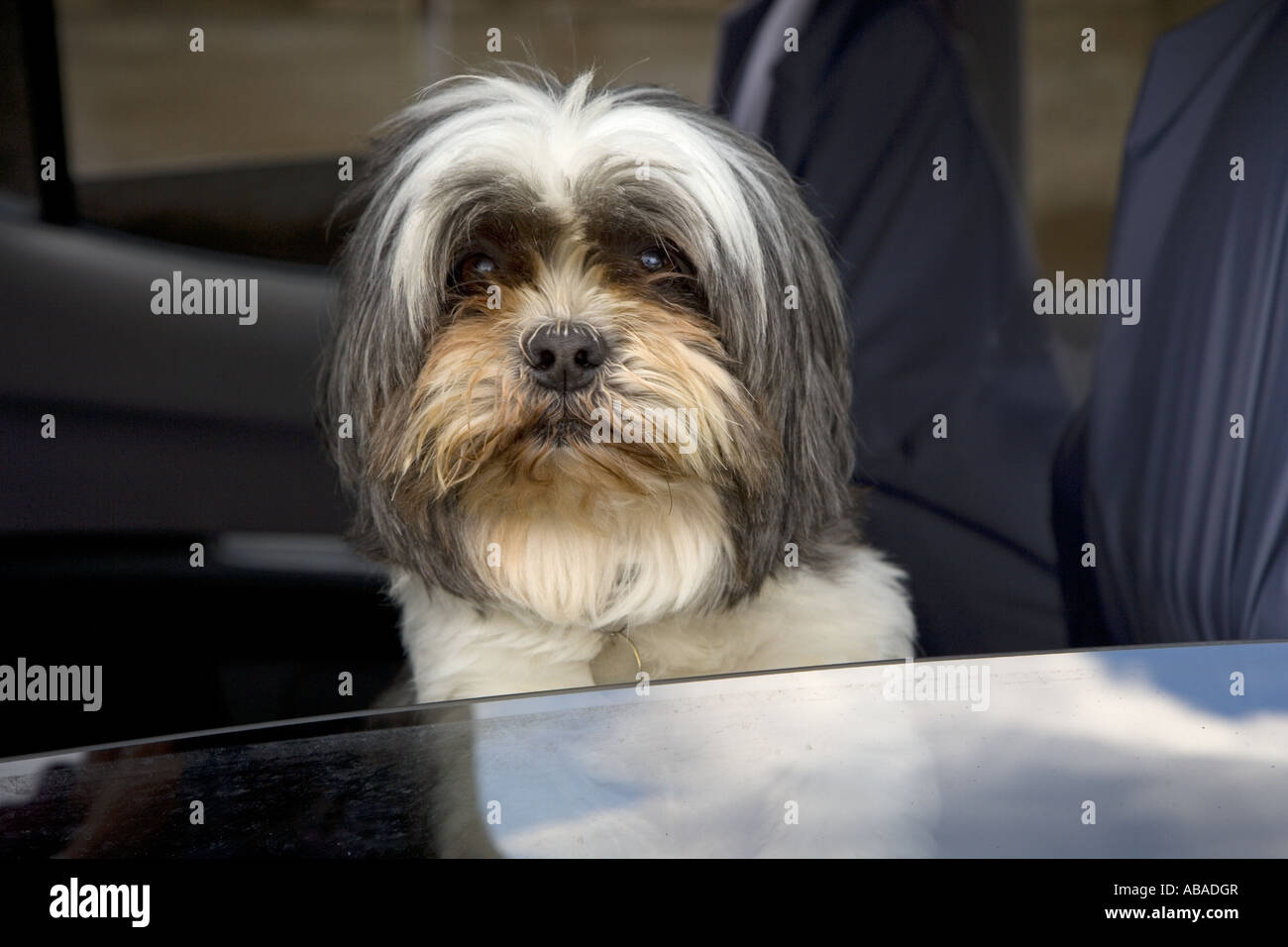 Lhasa apso dog hi-res stock photography and images - Alamy