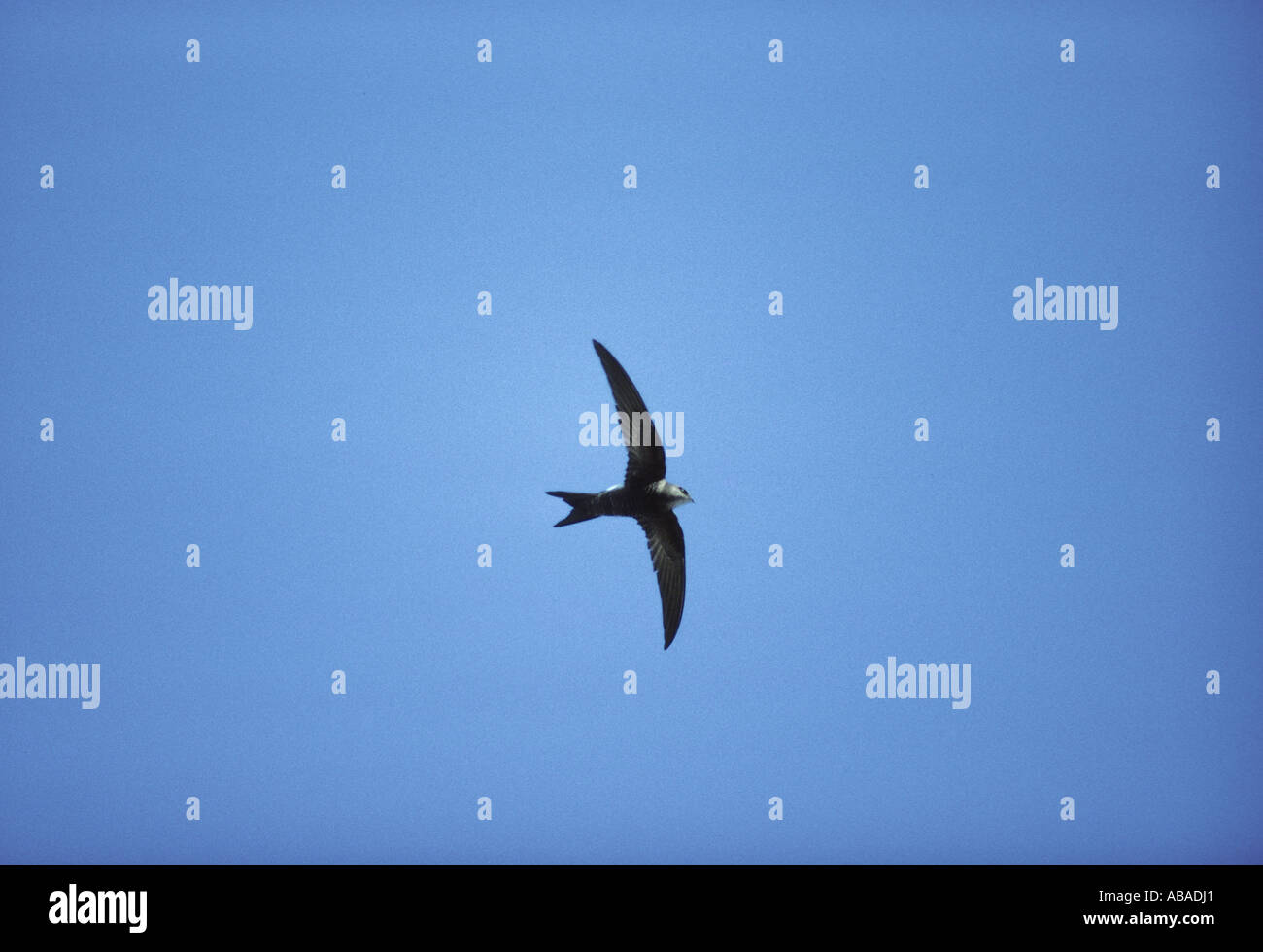 Pacific Swift in Flight Apus pacificus Yakutsk Siberia Russia Stock ...