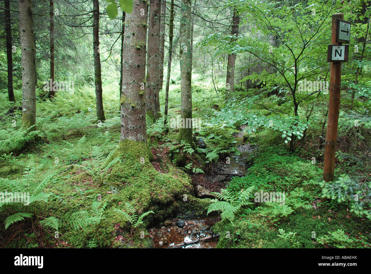 Dachsberg black forest hi-res stock photography and images - Alamy