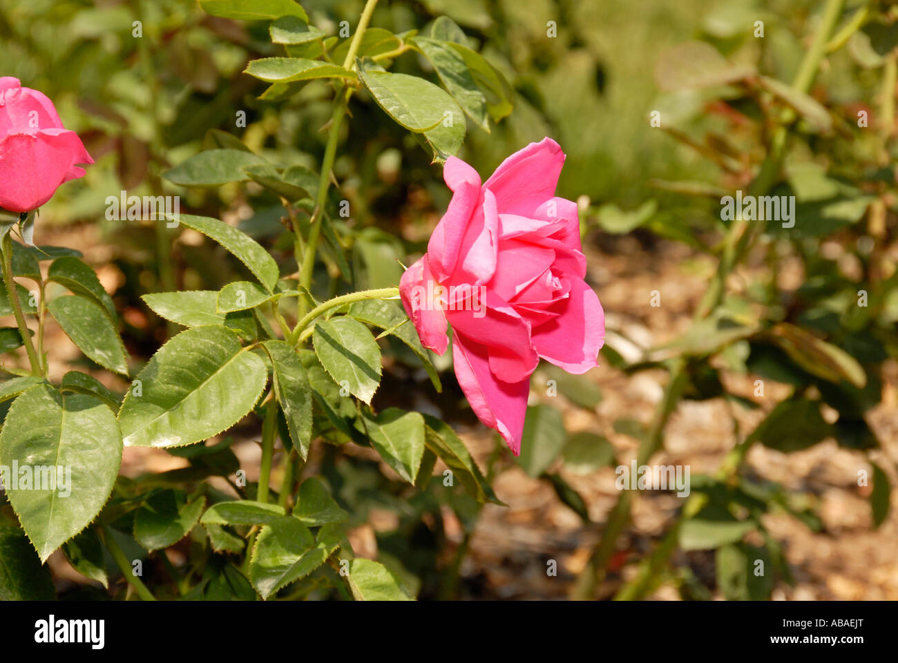 Miss All American Beauty rose on a green stem Stock Photo - Alamy
