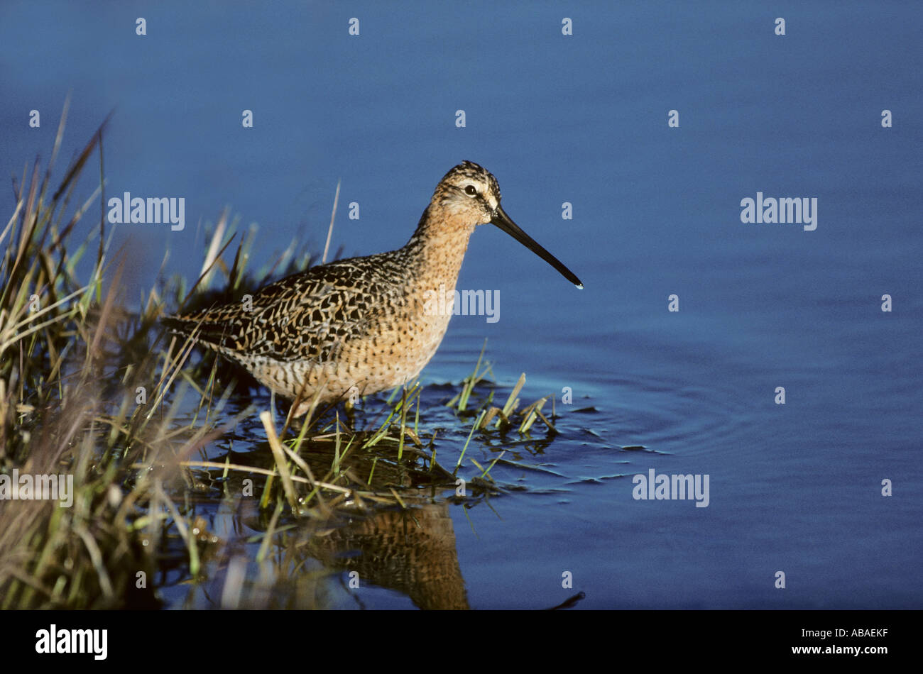 Short Billed Dowitcher Limnodromus griseus Churchill Manitoba Canada ...