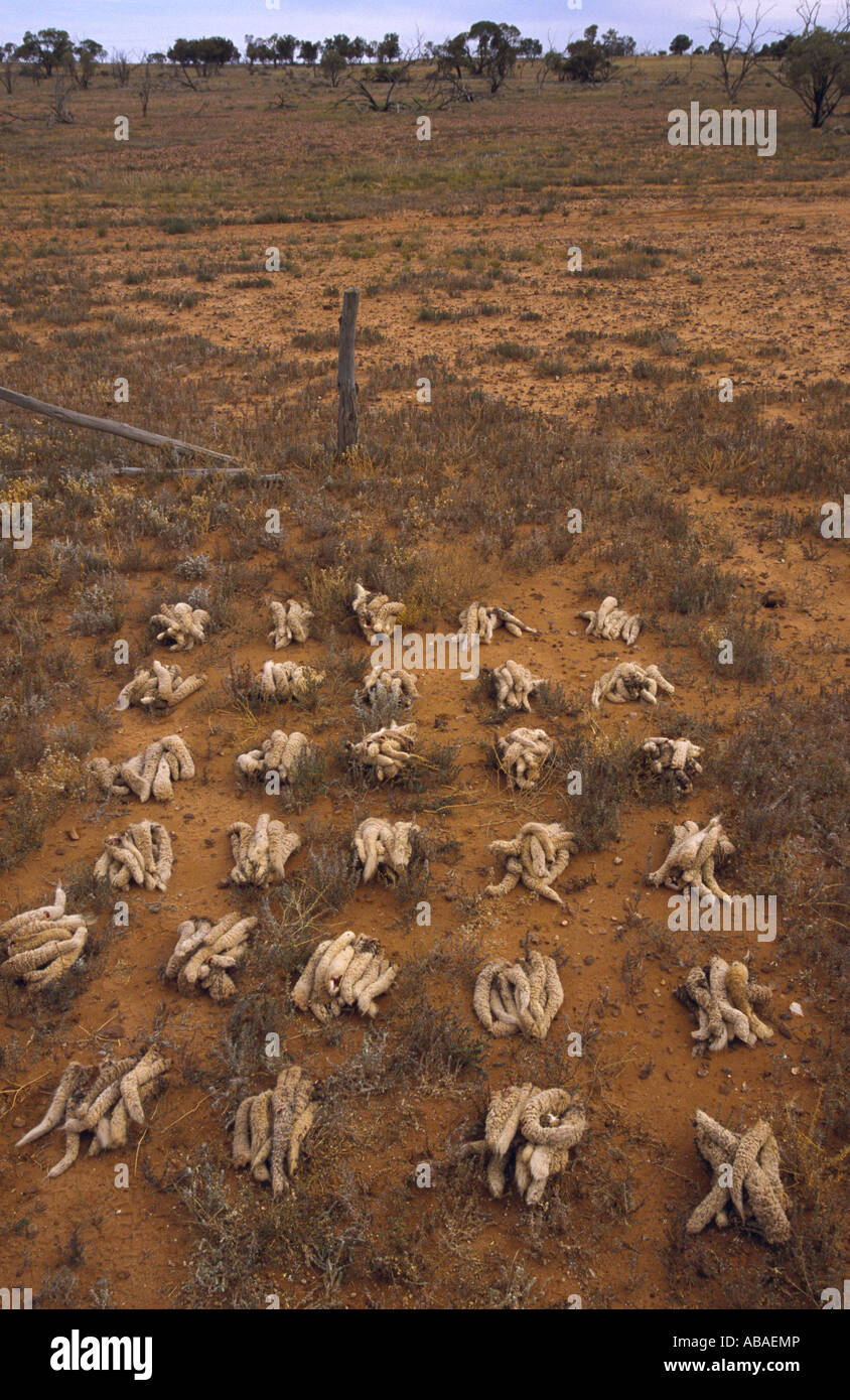 Lamb marking castrating tail docking sheep station near Broken Hill New ...