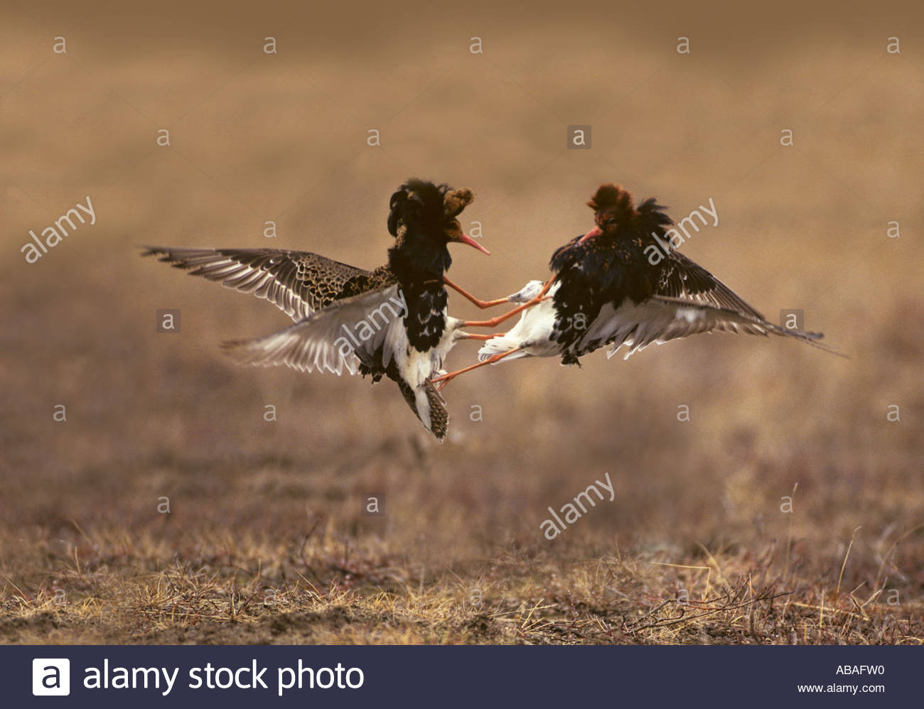 Lekking Ruff Stock Photos & Lekking Ruff Stock Images - Alamy