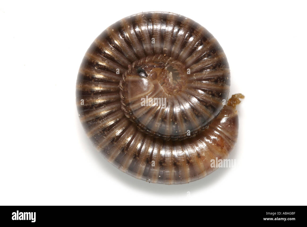 Rolled up millipede centipede Cut Out Stock Images & Pictures - Alamy