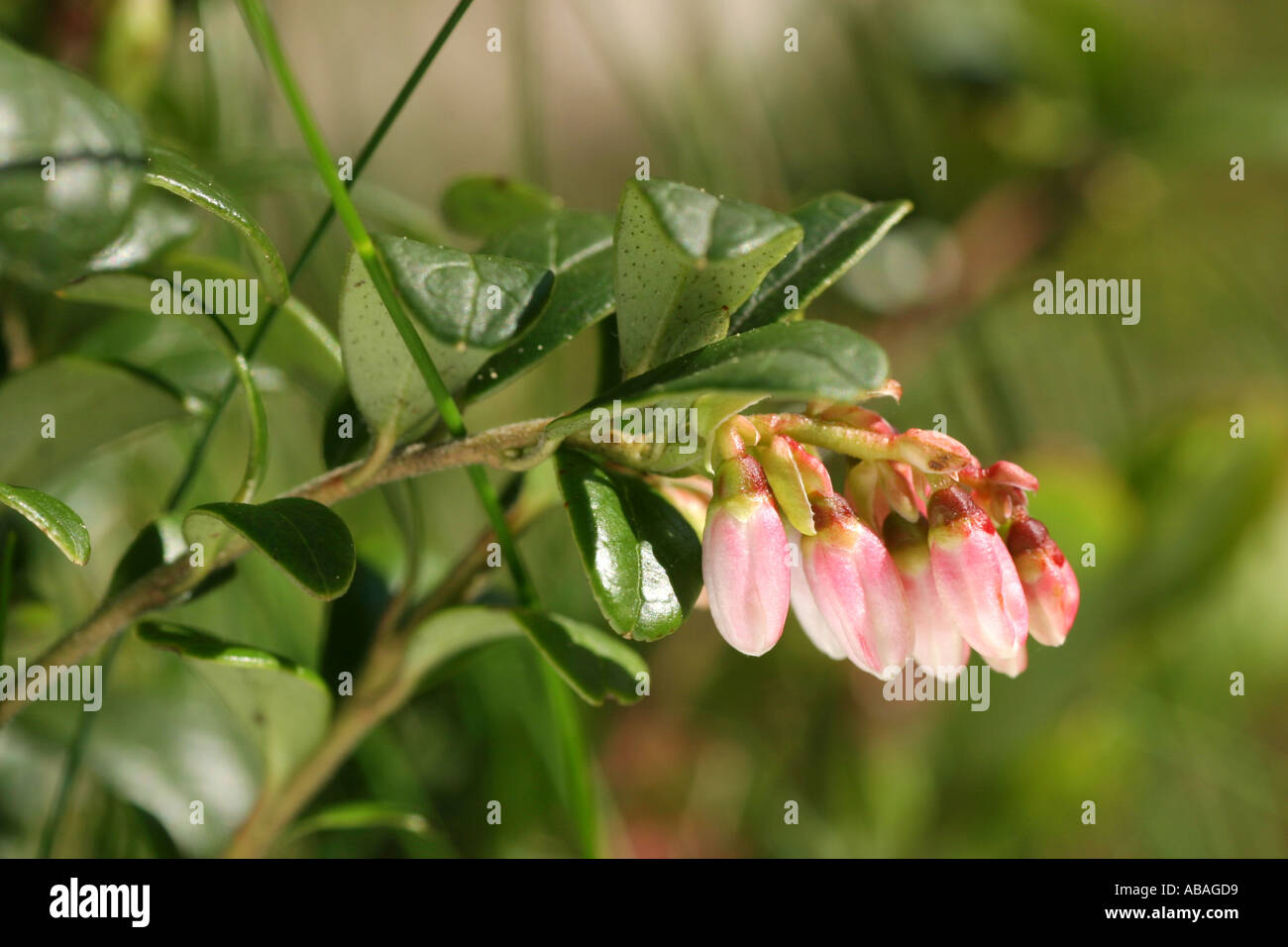 Lingonberry (also called cowberry) blossom Stock Photo - Alamy