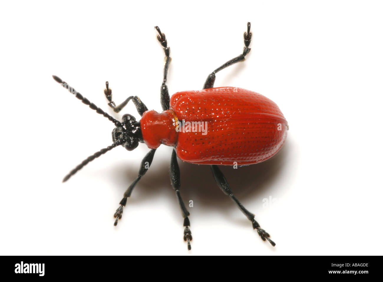 Beetle cut out hi-res stock photography and images - Alamy