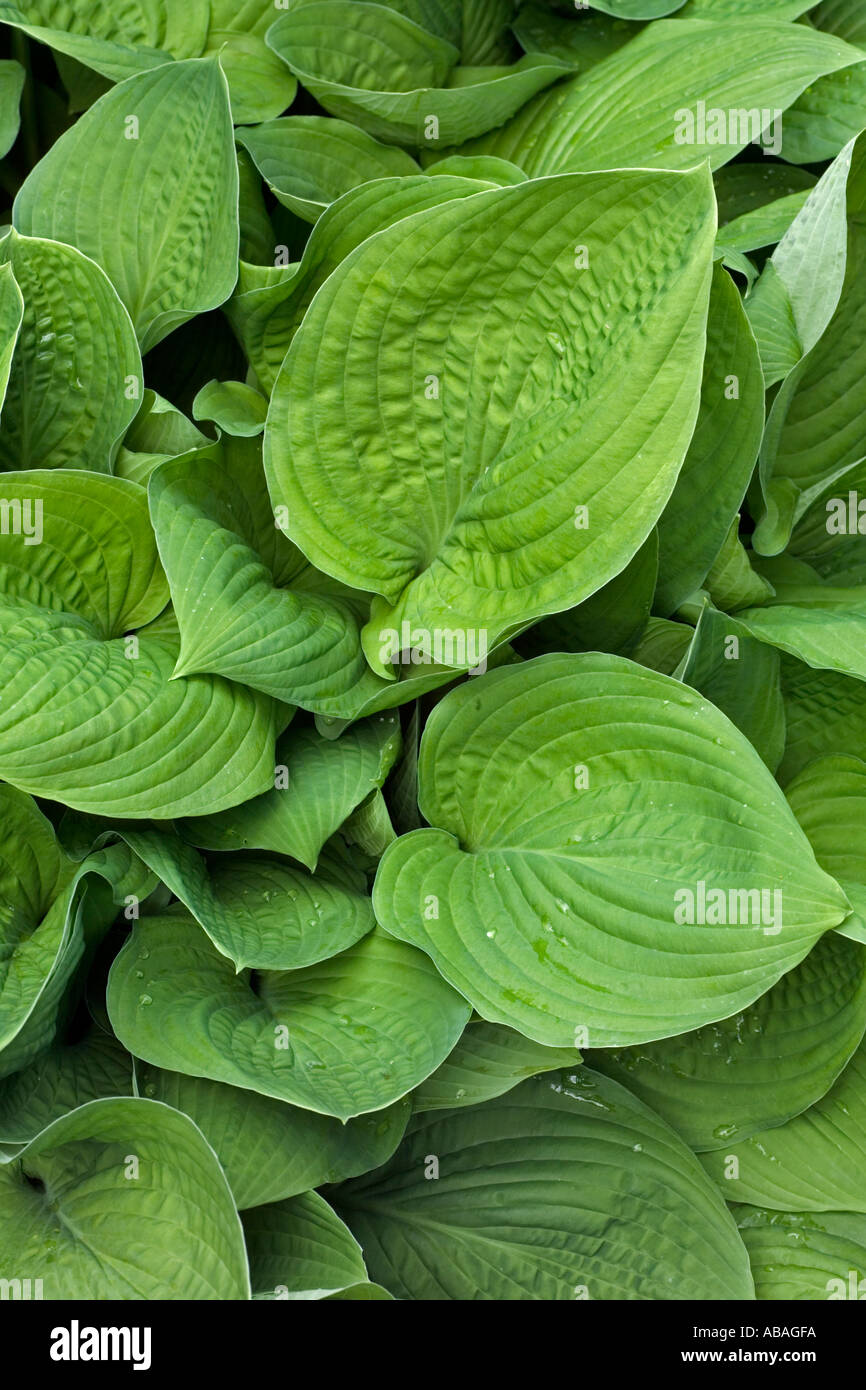 Hosta X stenantha Stock Photo - Alamy