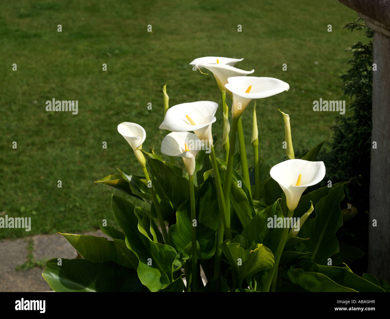 Arum lilies hi-res stock photography and images - Alamy