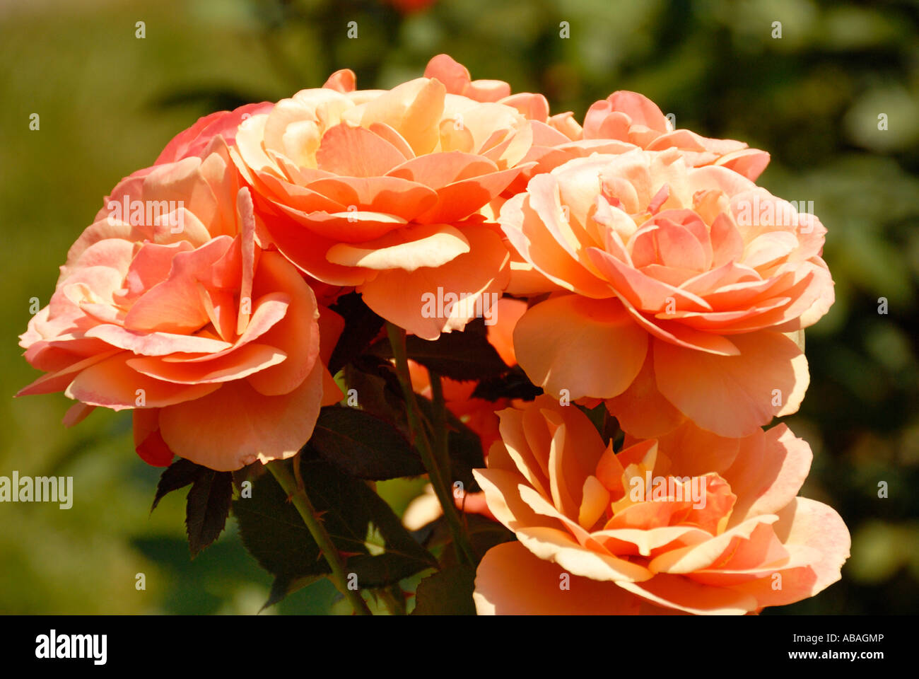 Class Grandiflora Rose High Resolution Stock Photography and Images - Alamy
