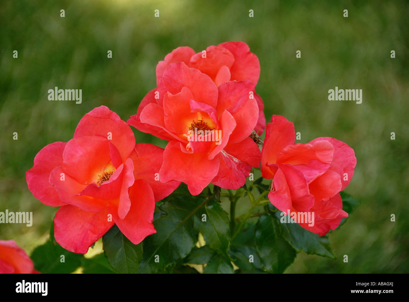 All That Jazz Rose Stock Photo - Alamy