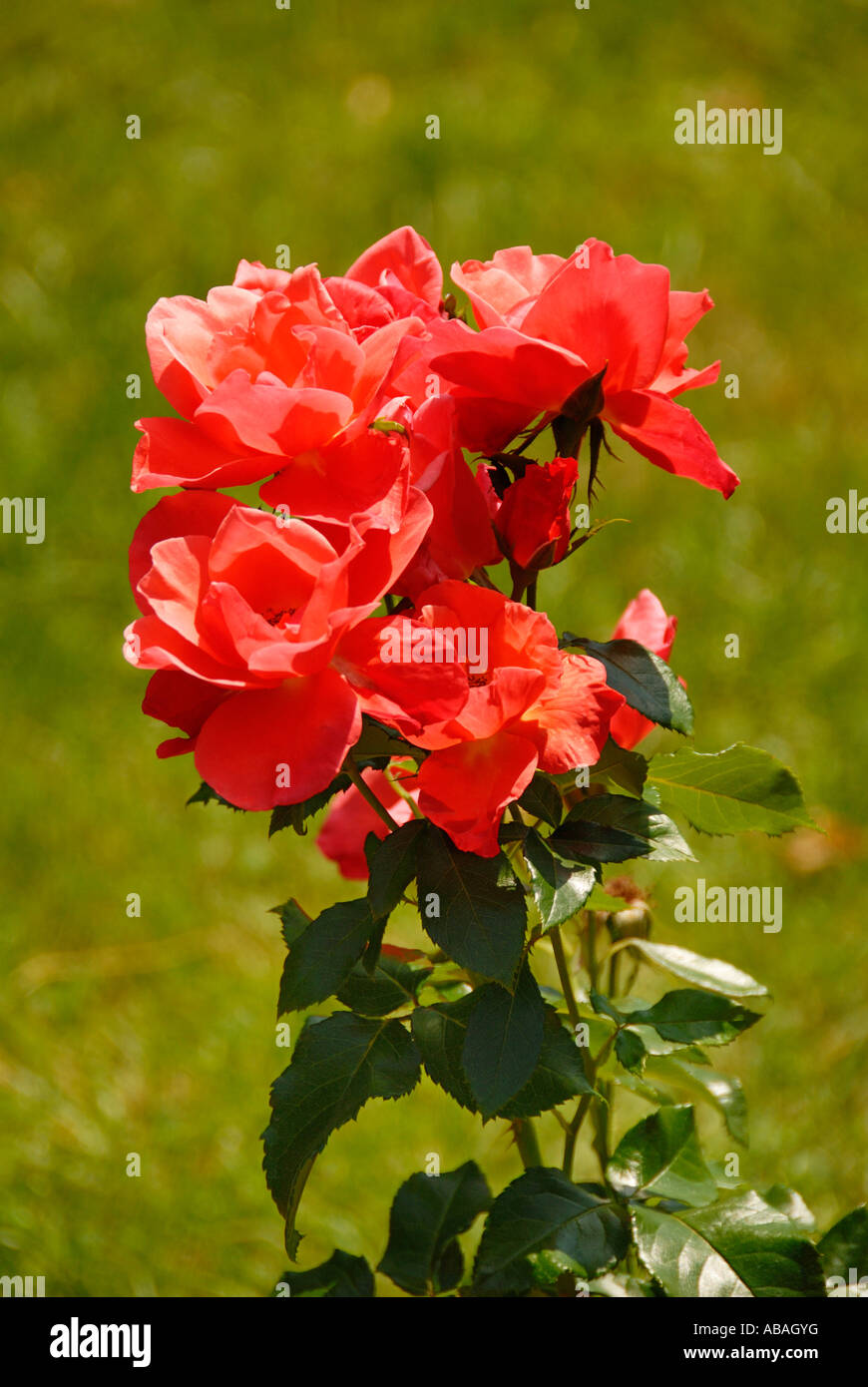 All That Jazz Rose Stock Photo - Alamy