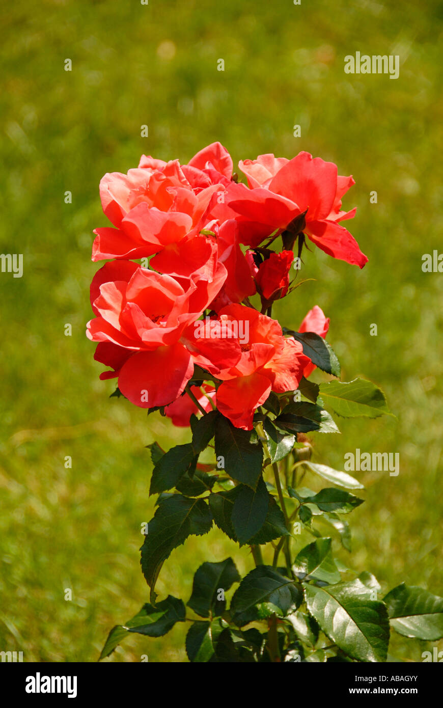 Rosa jazz hi-res stock photography and images - Alamy